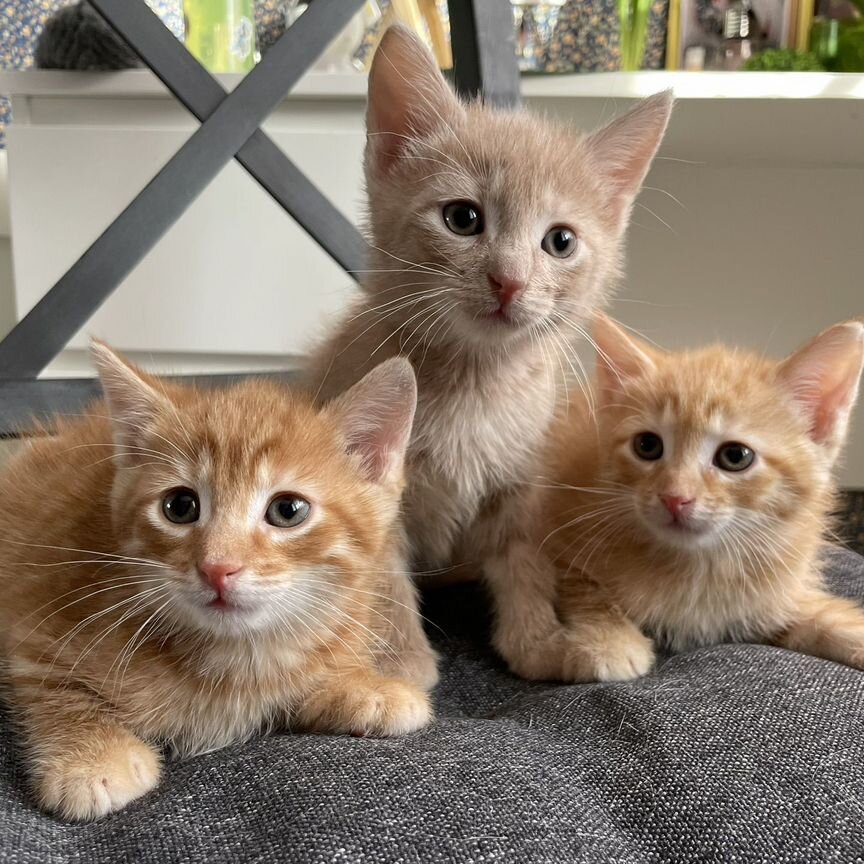 3 рыжих котенка мальчика 1,5 месяца