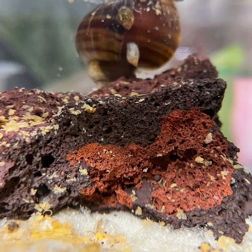 Улитки аквариумные ампулярии