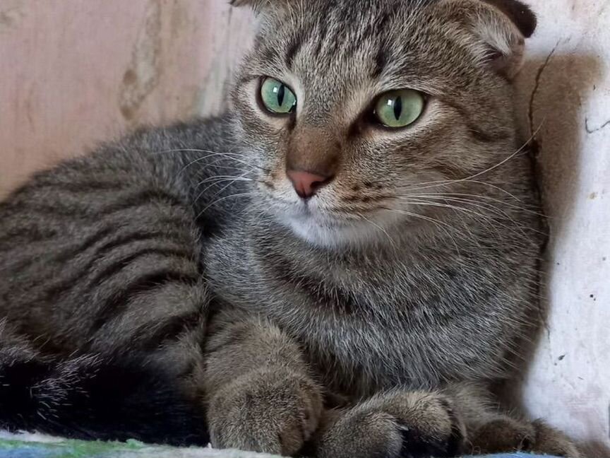 Котик в добрые руки