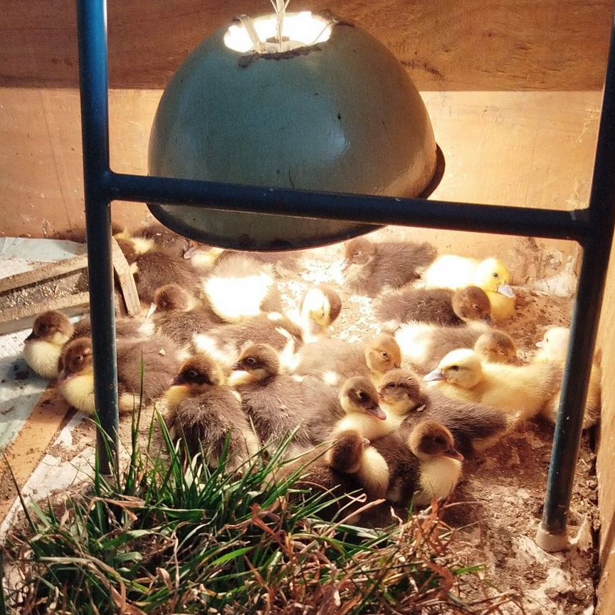 Индоутята вывод 19 апреля