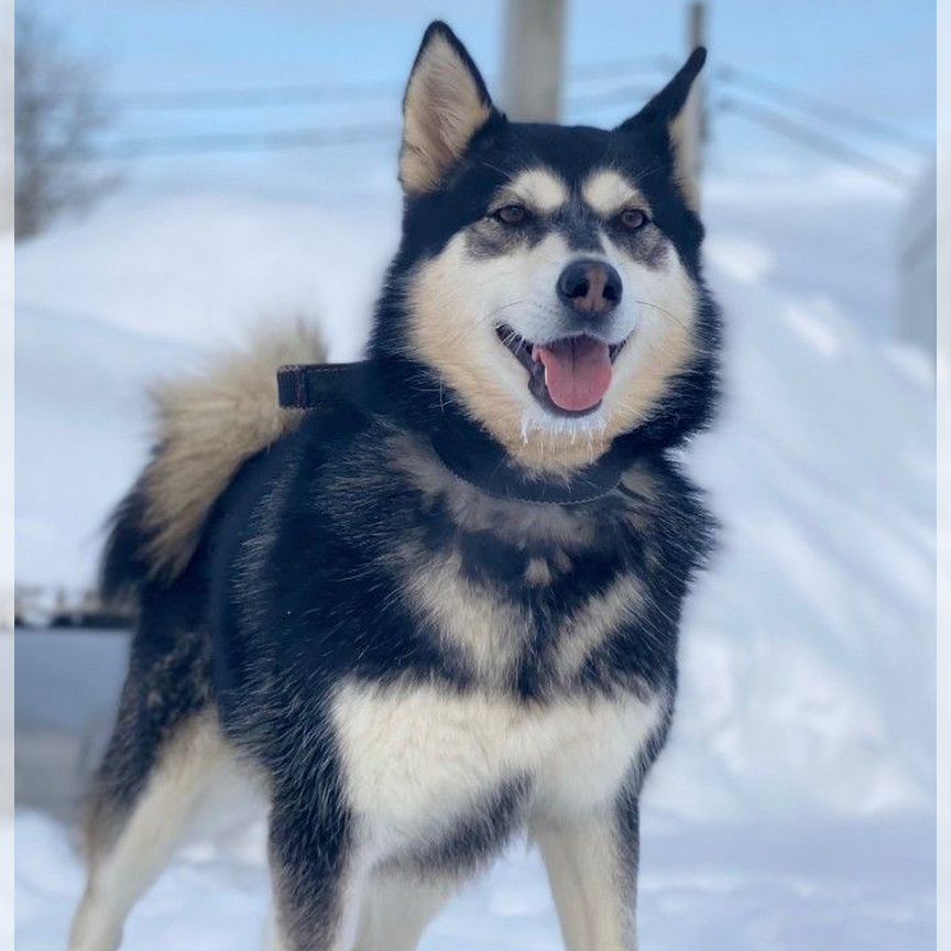 Сибирский хаски, взрослая собака