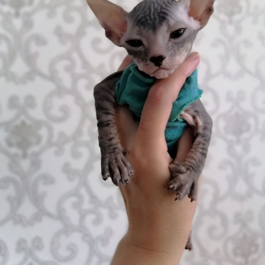 Донской сфинкс котенок девочка