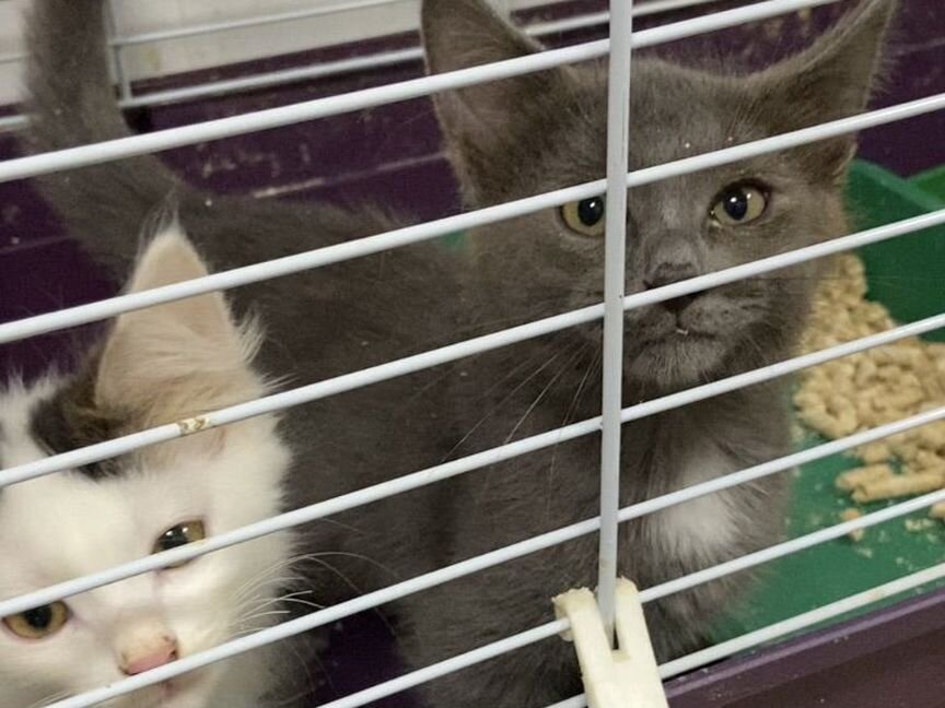 Малыши-карандаши в поисках дома