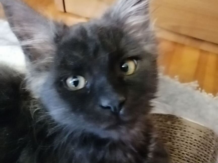 Котята мейн-кун бесплатно