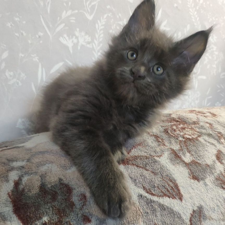 Котята мейн-кун