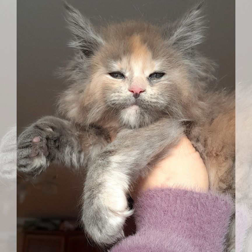 Роскошная GS