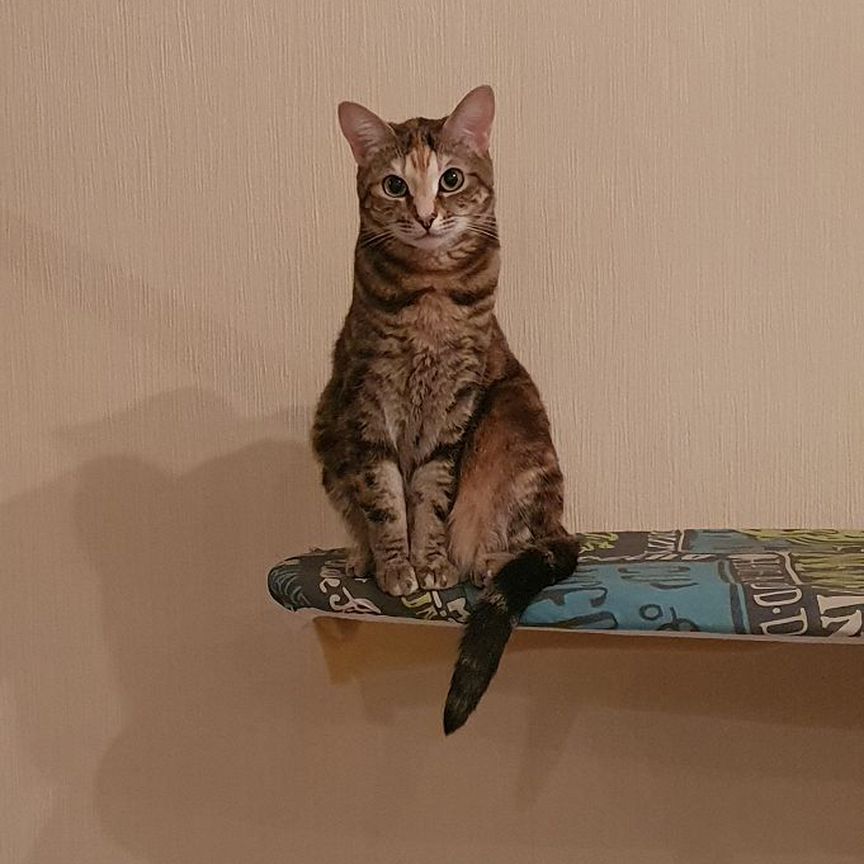 Отдам ласковую кошечку в добрые руки