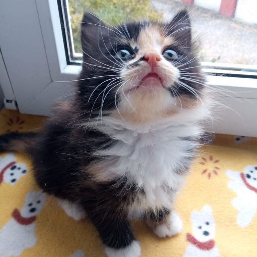 Котята бесплатно