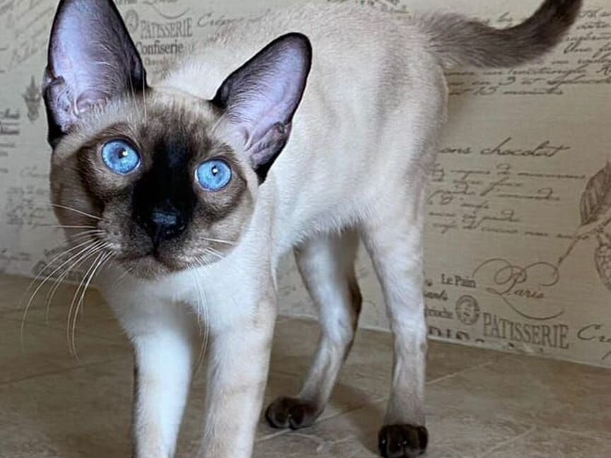 Кот ориентальный/серенгети