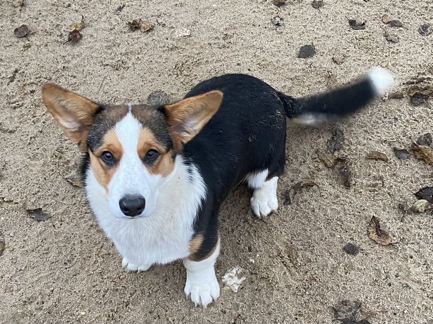 Корги мальчик