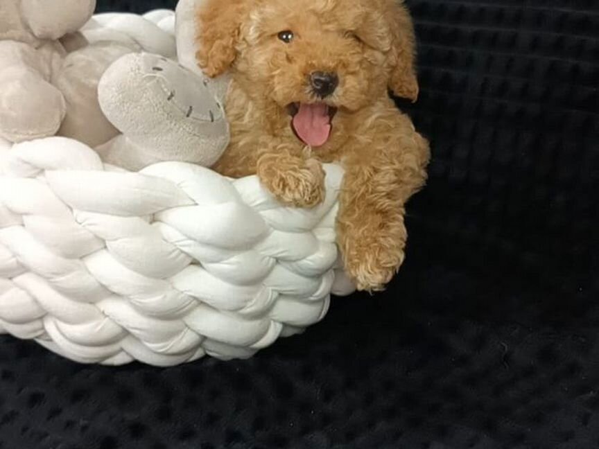 Мальтипу mini мальчик