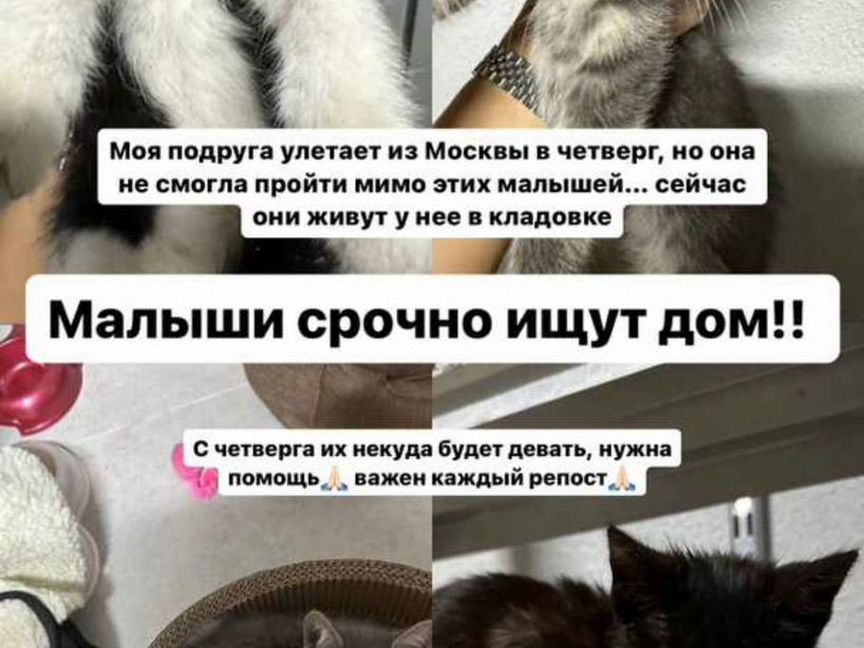 Котята привитые бесплатно