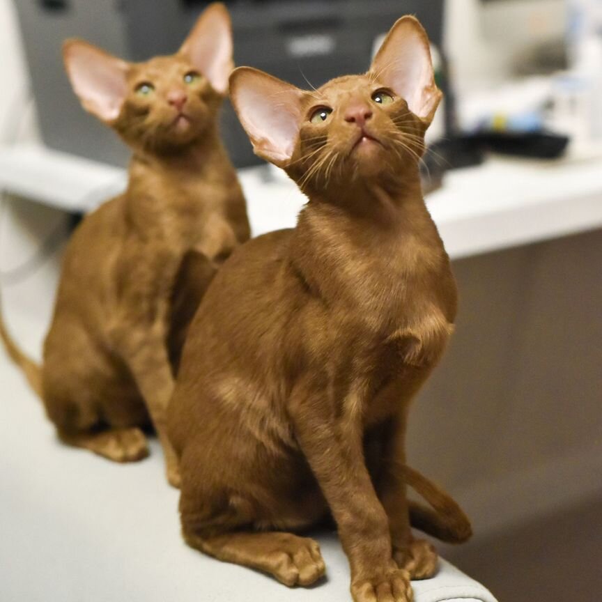 Ориентальный цинамон мальчик и девочка котята