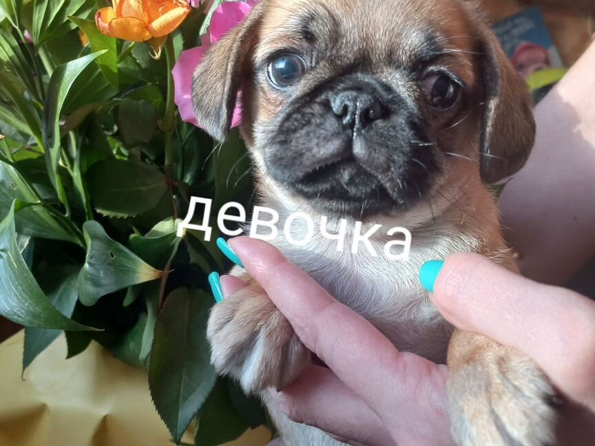 Щенок мопса девочка
