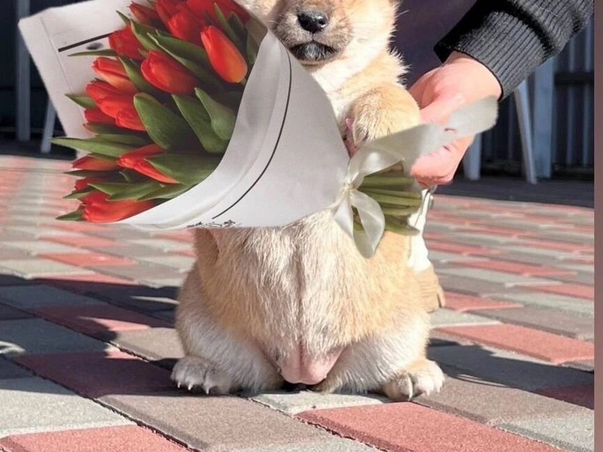 Самая лучшая пушистая девочка Сиба ину