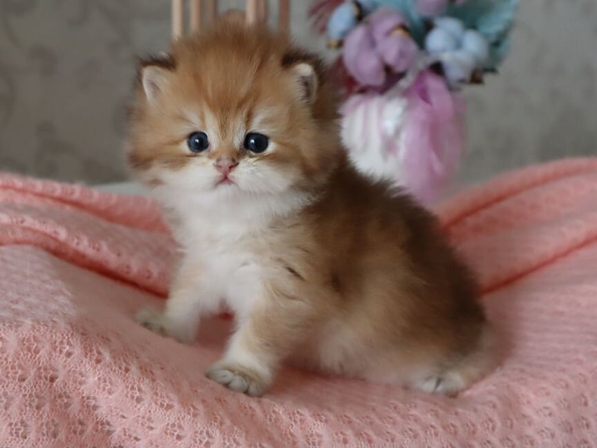 Британские котята золотая шиншилла, мальчик, 1мес