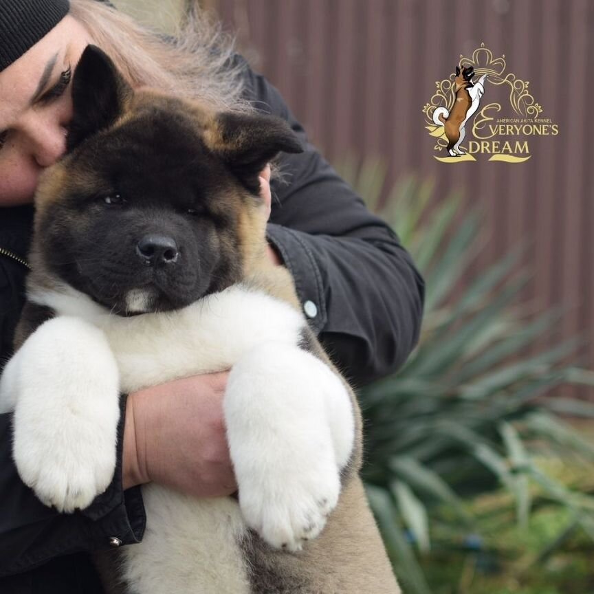 Щенок американской акиты