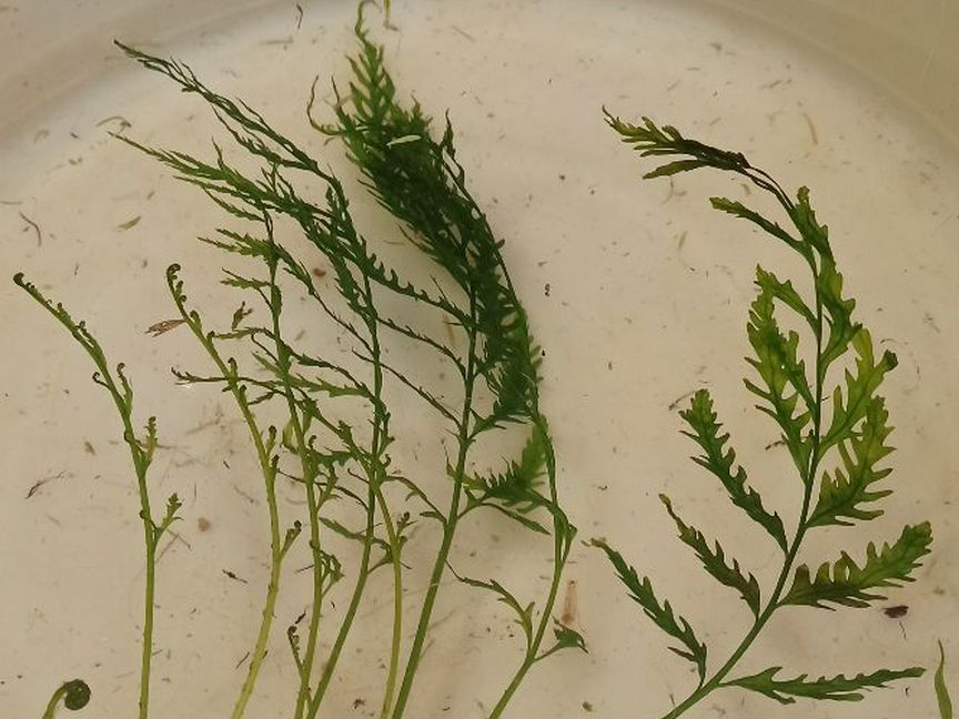 Аквариумные растения (папоротники)