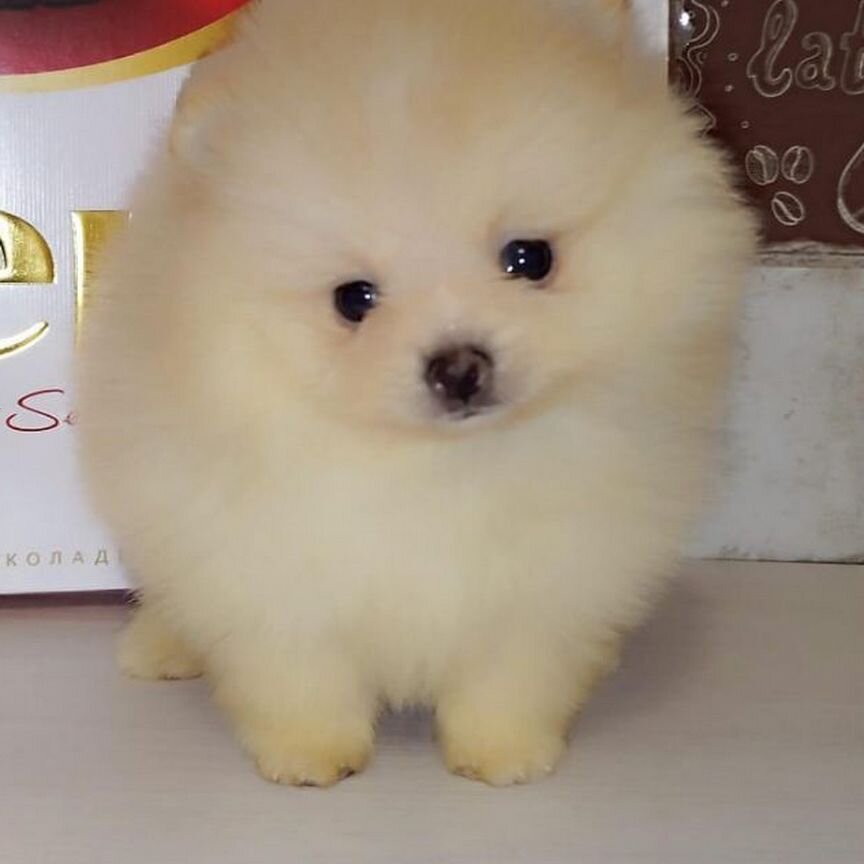 Померанский шпиц, щенок