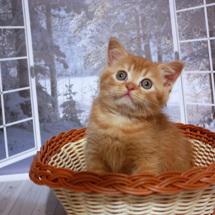 Скоттиш страйт котята