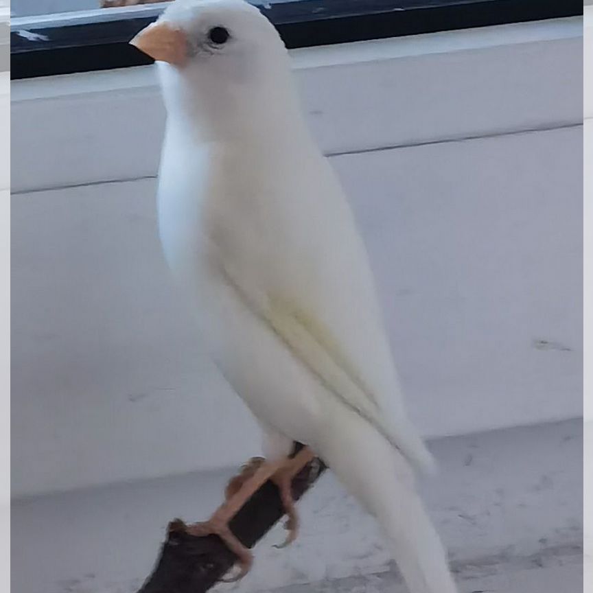 Продам канарейку