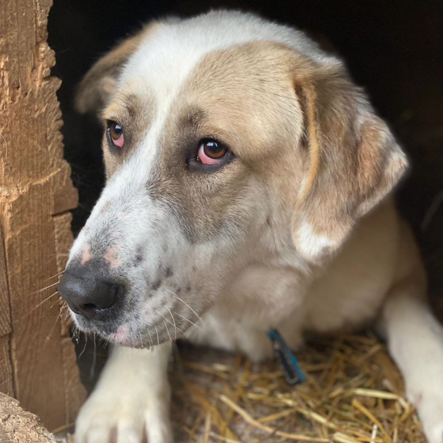 Взрослая собака в добрые руки