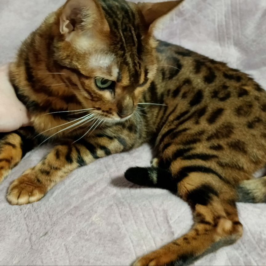 Бенгальская