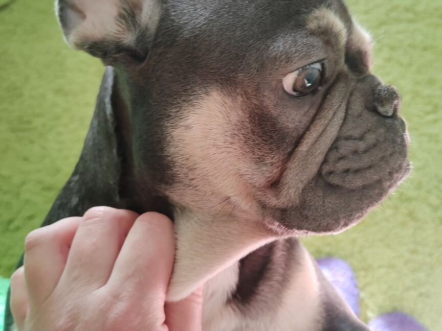 Французский бульдог щенки голубой