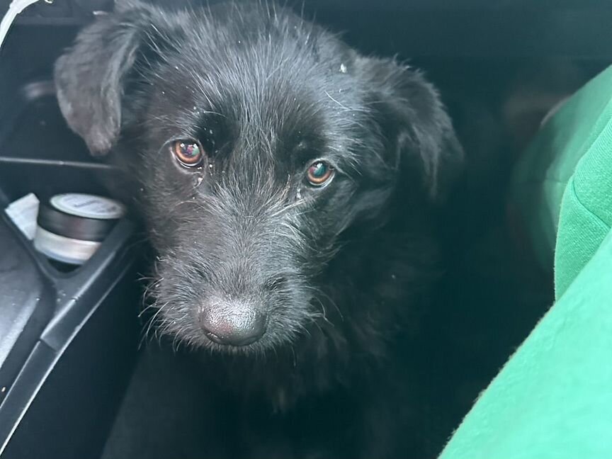 Очарвательные щенки в добрые руки