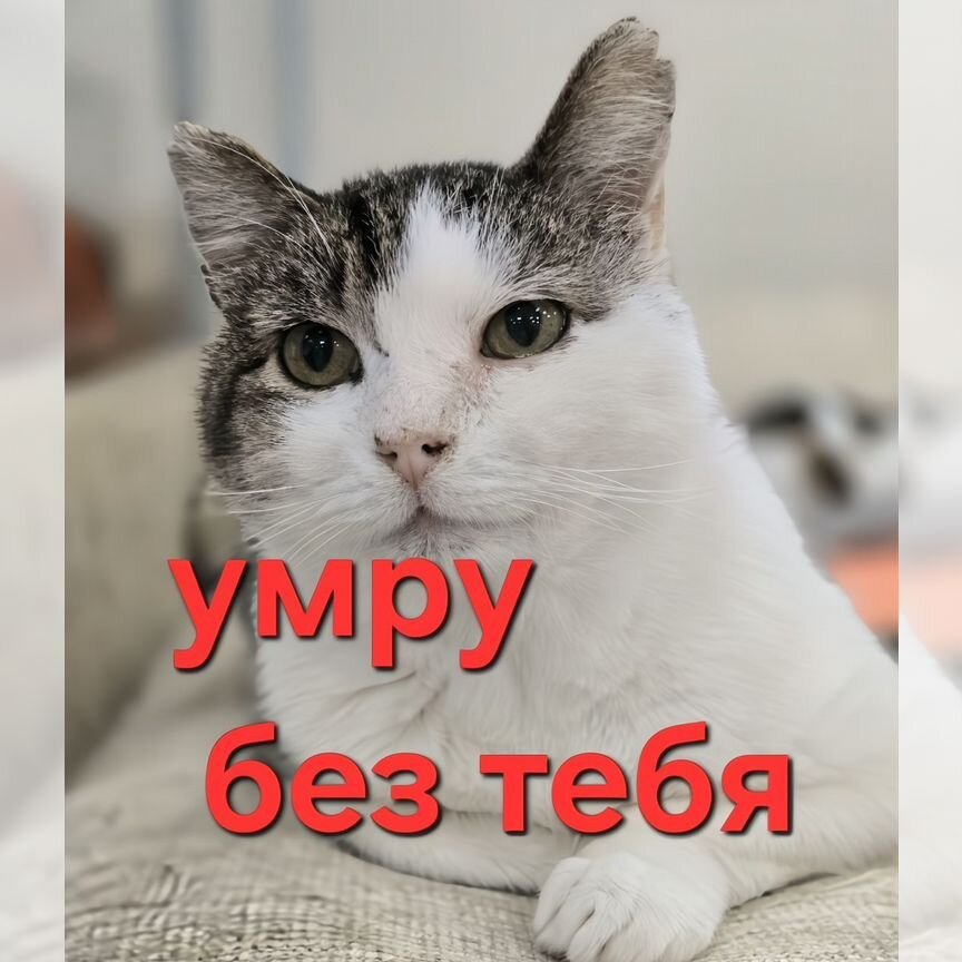 Взрослый кот в добрые руки