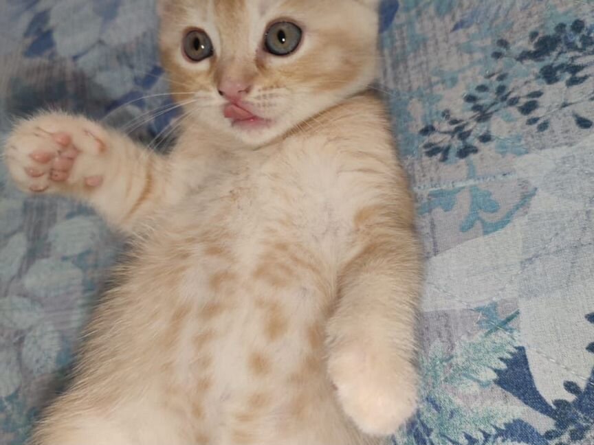 Котенок скотиш страйт