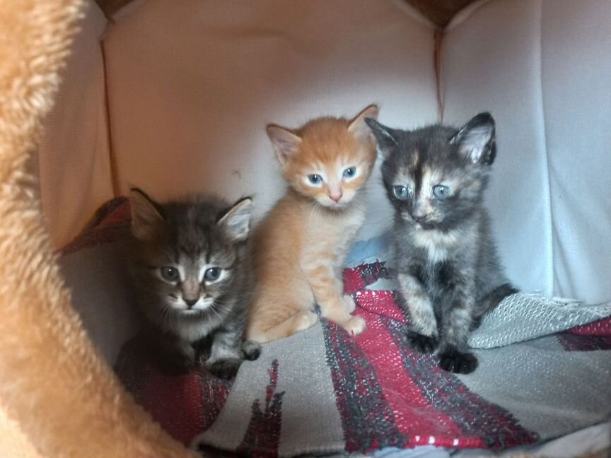 Кошки в добрые руки бесплатно