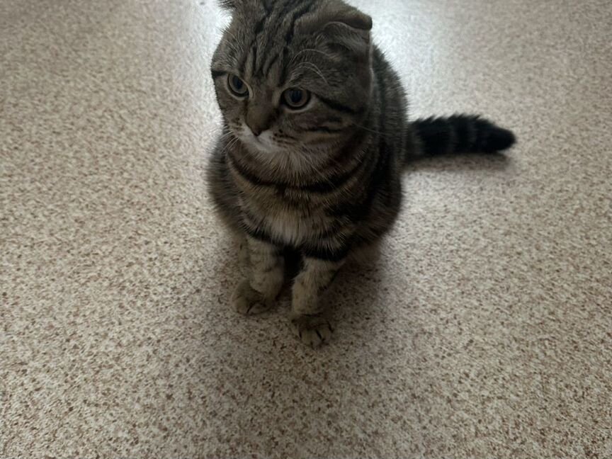 Шотландский вислоухий кот