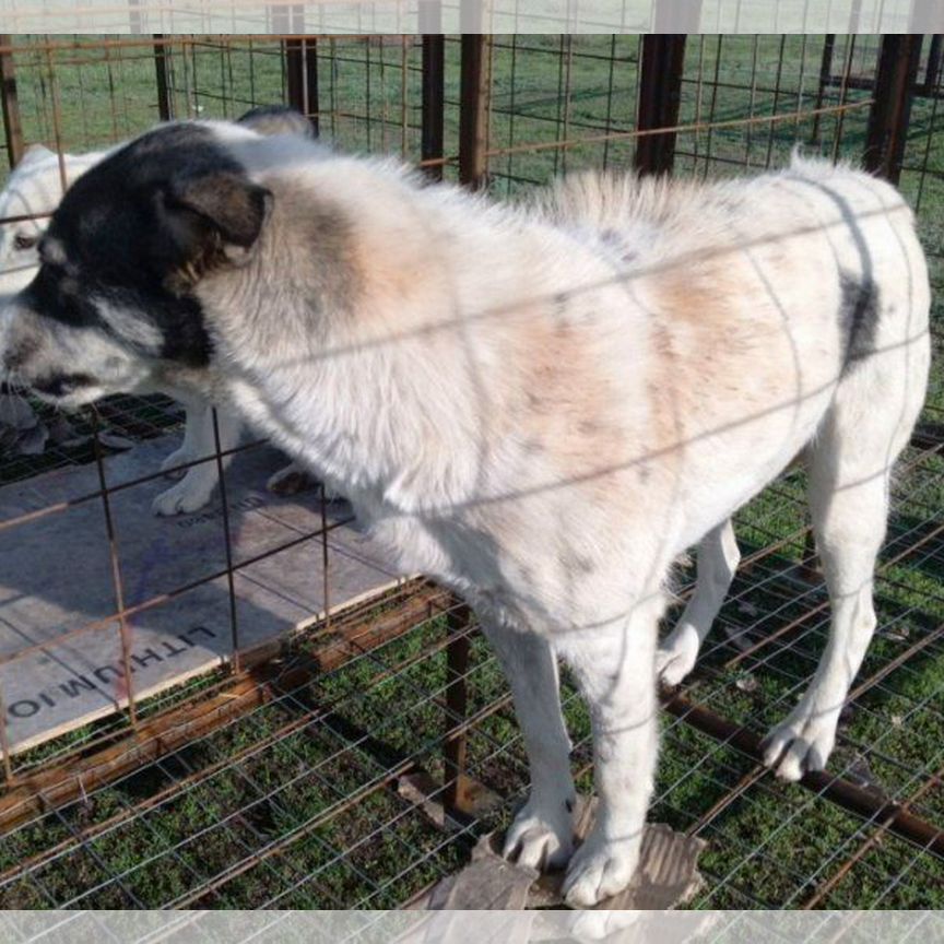 Взрослый пёс в добрые руки