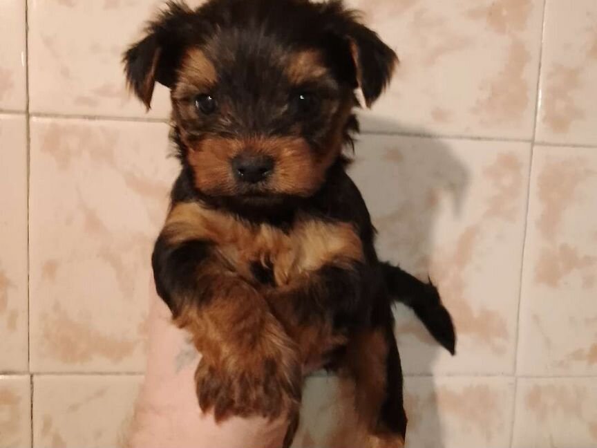 Щенки йоркширского терьера