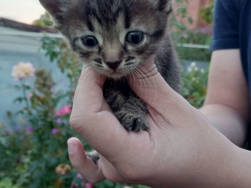 Котята от кошки-крысоловки