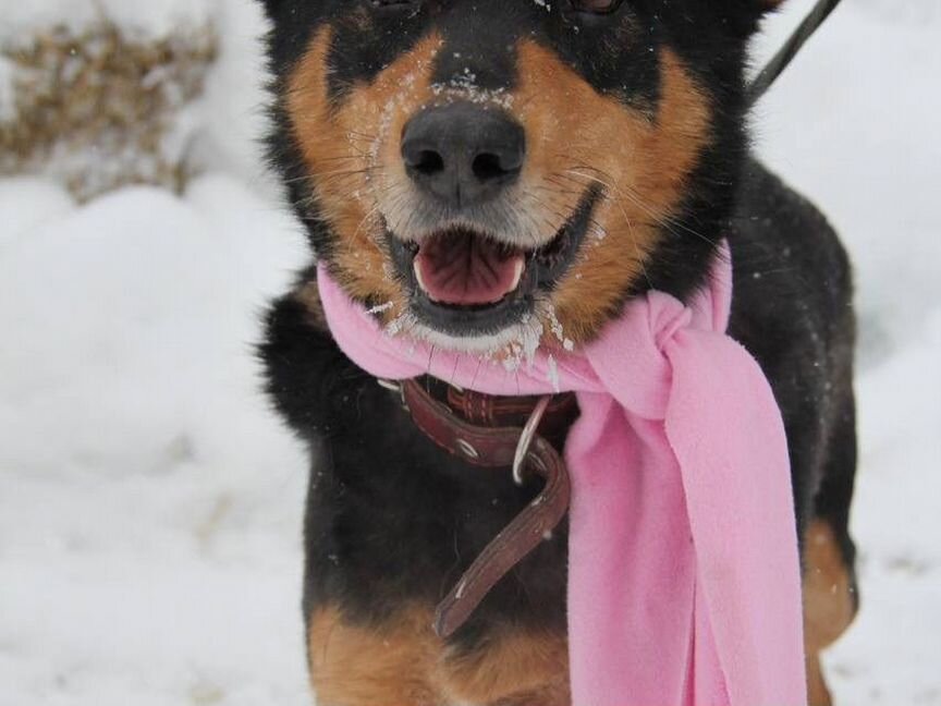 Собака в добрые руки в семью