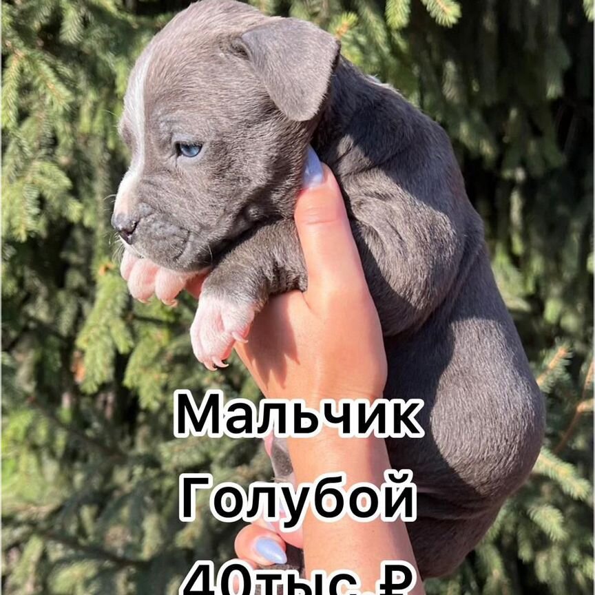 Щенки Американский стаффордширский терьер