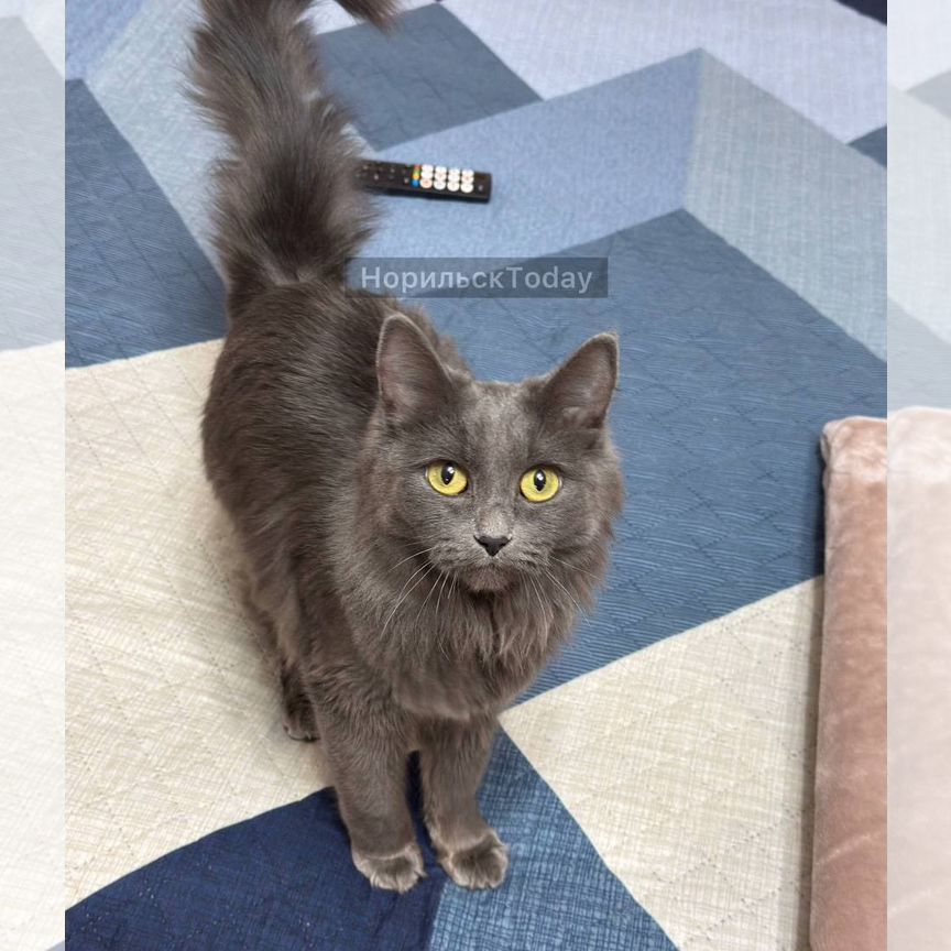 Мейн-кун, взрослая кошка