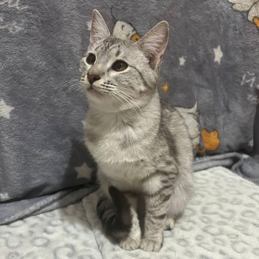 Кошка