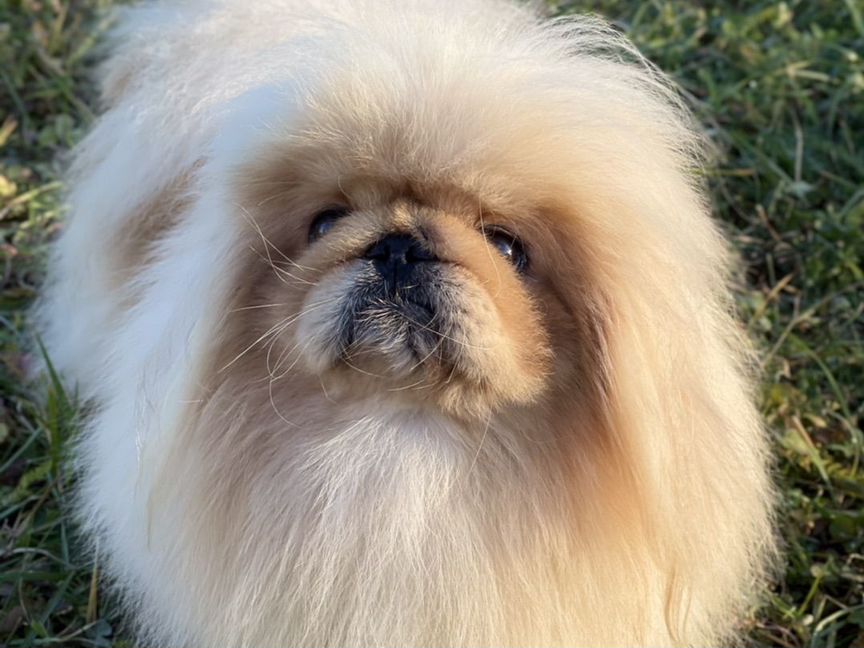 Вязка пекинес мальчик с документами