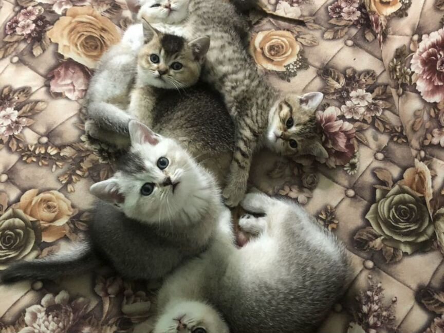 Британские котята шиншилла