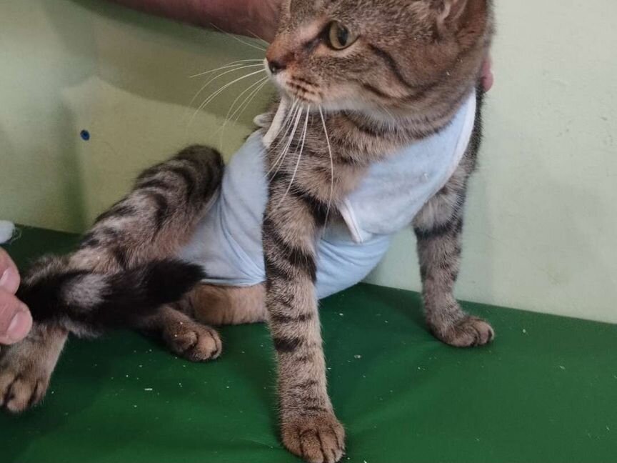 Спасите кошку из подвала