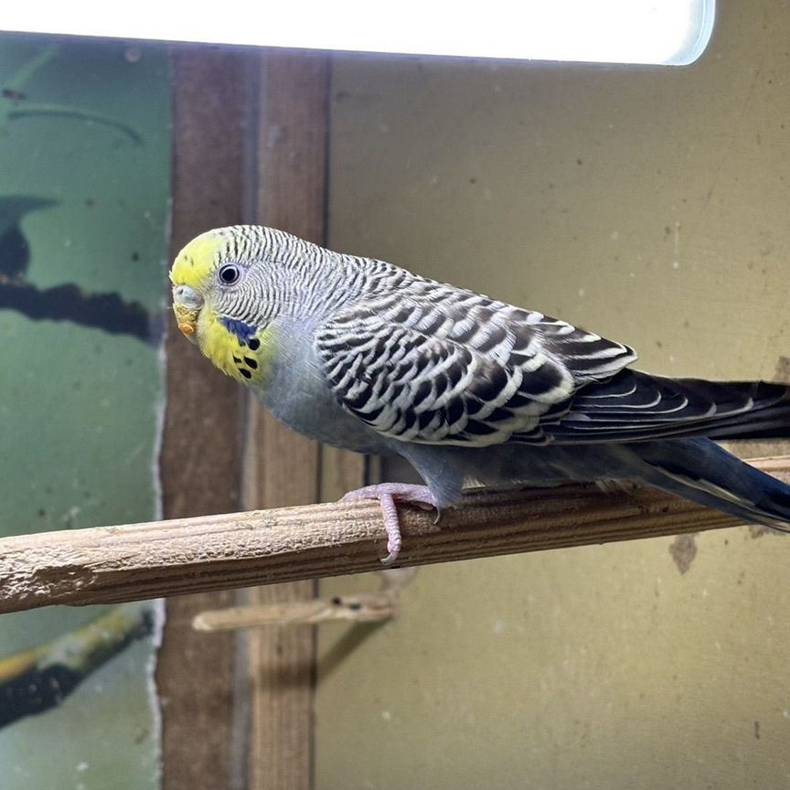 Серая самка Волнистый попугай