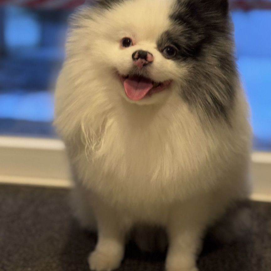 Померанский шпиц