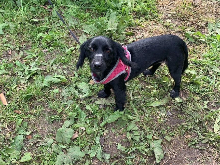 Милая Герда в дар