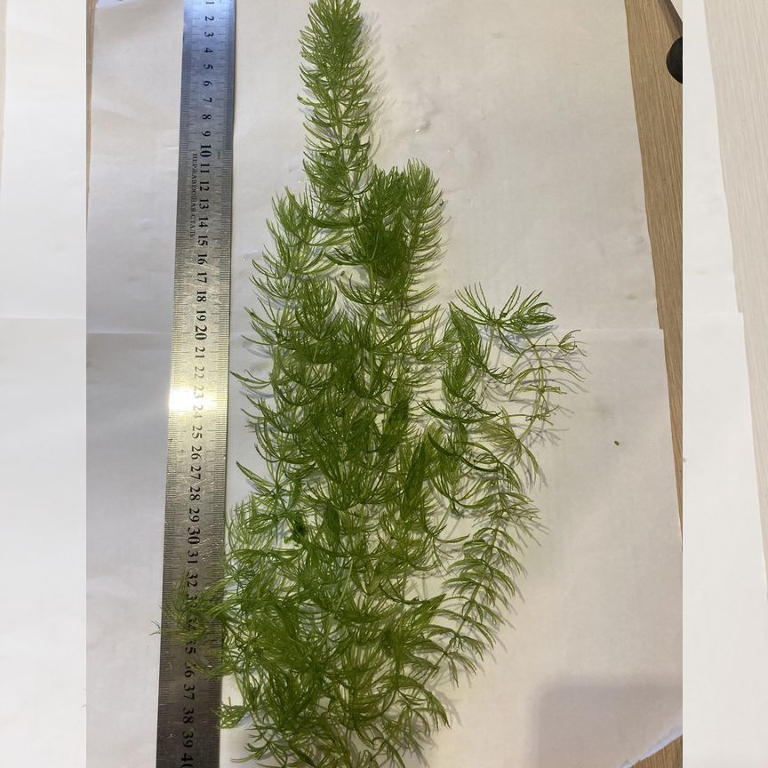 Аквариумные растения