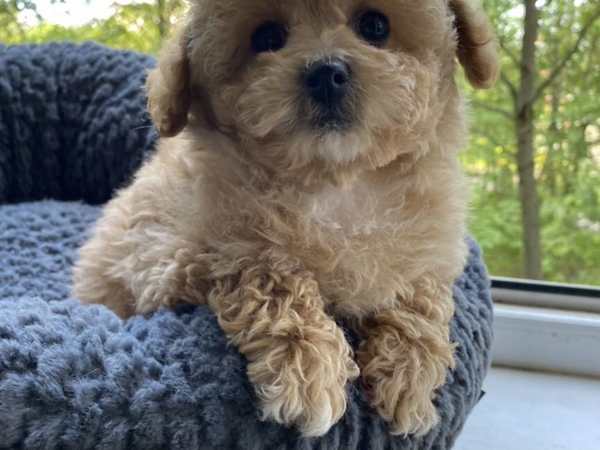 Мальтипу f1 девочка