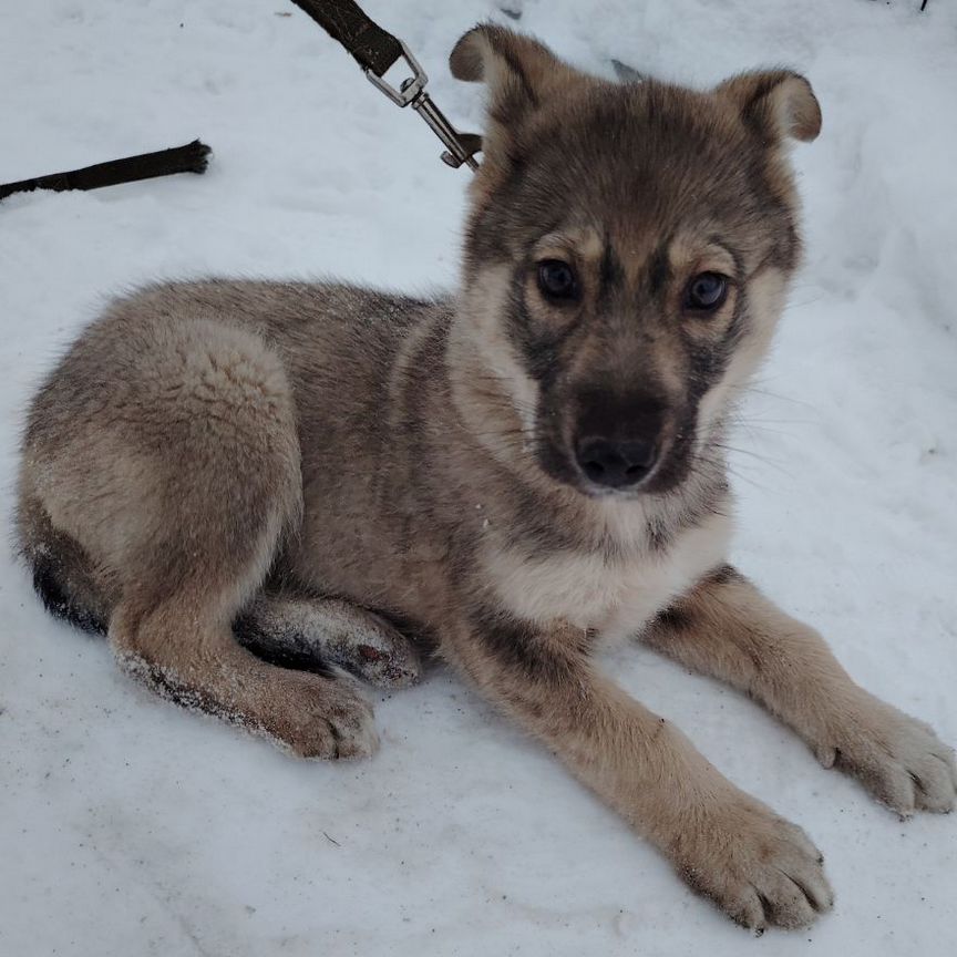 Щенок в добрые руки