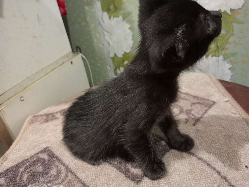Черный котенок